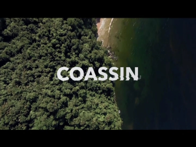 Coassin - Dolphin Pod | CaribVision